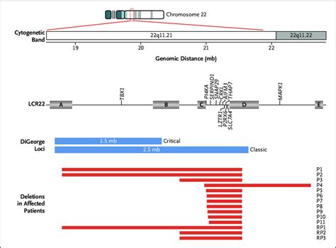 Genomic Organization Of Chromosome 22q112 And The Deletions Associated