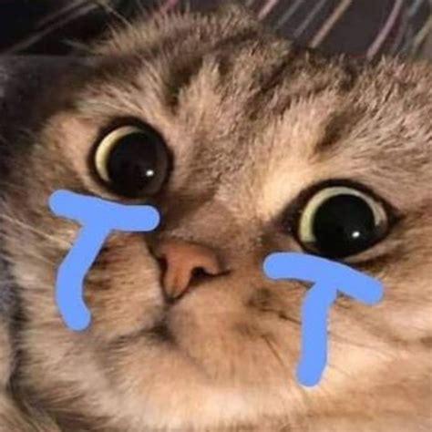 99 Meme Mèo Khóc Thét Dỗi Slay Cực Cute