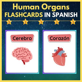 The Human Body Organs In Spanish Flashcards Printable Posters Tpt