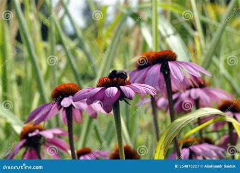 Echinacea Purpurea On A Background Of Green Grass Stock Image Image