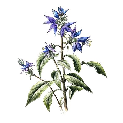 Premium Photo Borage Plant Borago Officinalis With Flowers And Buds