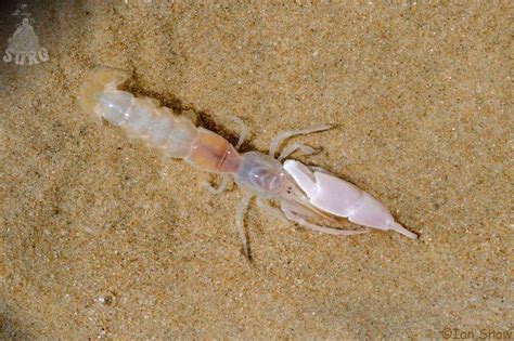 Trypaea Alchetron The Free Social Encyclopedia