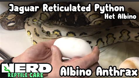 Reticulated Python Breeding Jaguar Reticulated Python Het Albino X