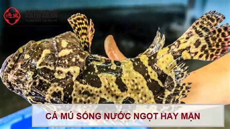 Cá Mú Nước Ngọt Hay Mặn Giải Đáp Chính Xác Nhất