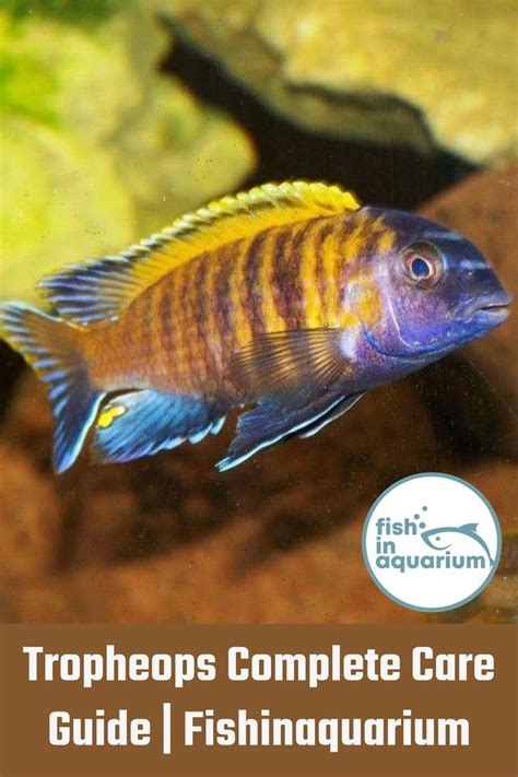 Tropheops Red Cheeks Overview Care Breeding Guide Artofit