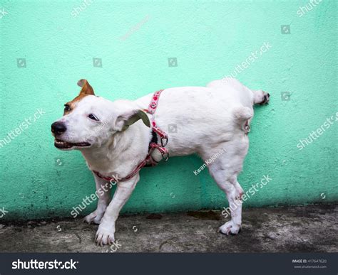 Dog Peeing Forever At Ramona Hernandez Blog