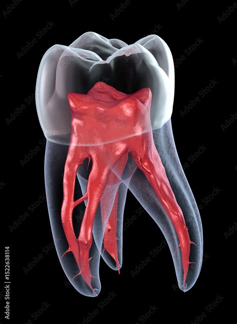 Dental Root Anatomy First Maxillary Molar Tooth Dental 3d