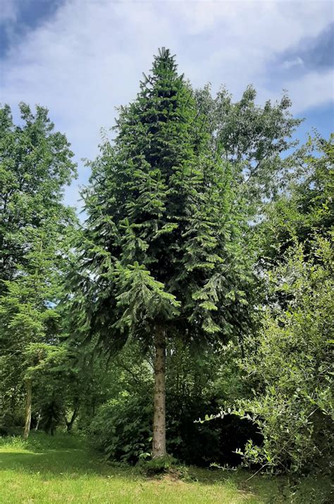 Abies Pindrow Trees And Shrubs Online