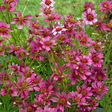 Coreopsis Rosea Heavens Gate