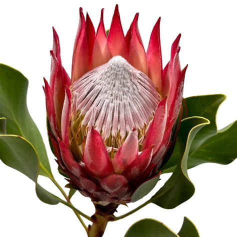 Protea Cynaroides Clare Oz Flora
