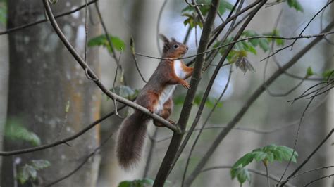 Pine Marten Conservation At Wallington National Trust