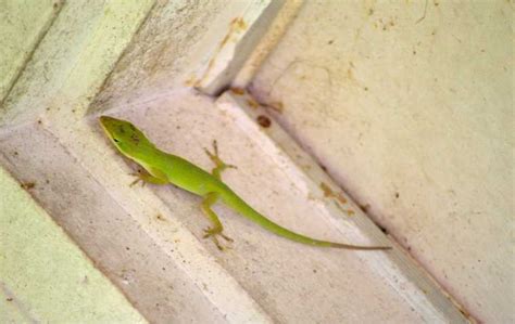 What Do Lizard Droppings Look Like Miche Pest Control