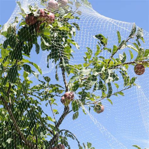 Fruit Netting Bags And Citrus Bags Venus Packaging