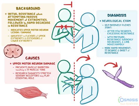 Upper Motor Neuron Function