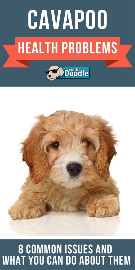 Cavapoo Health Problems 8 Common Cavapoo Health Issues To Look Out For