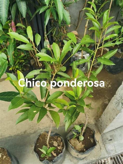 Live Plant Chico Ponderosa Tree Plant Fruut Bearing Tree Plant Indoor