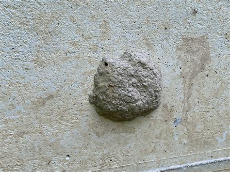 Termite Nest In House Uncover Hidden Dangers And Solutions