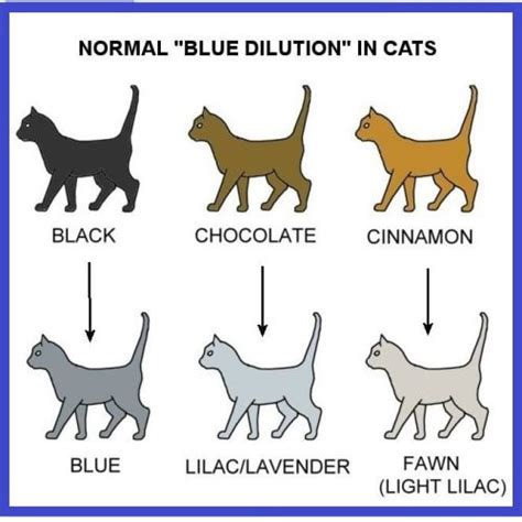 Dilution Michael Broad