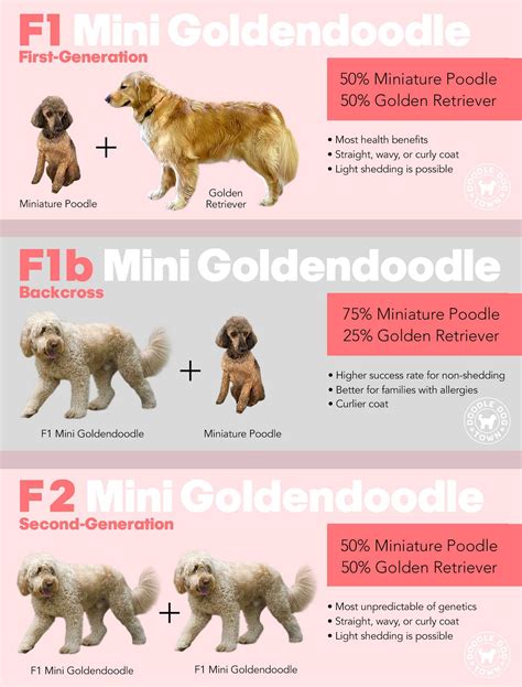 Goldendoodle Size Chart Goldendoodle Standard Goldendoodle Puppy