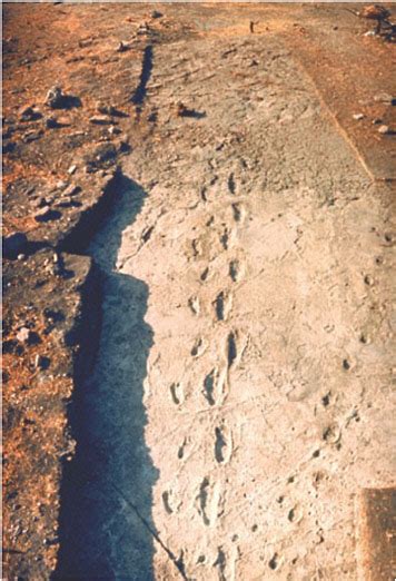 The Ambling Australopithecine