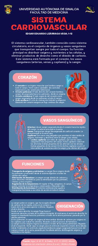 Infografía Del Sistema Cardiovascular Anatomíapdf