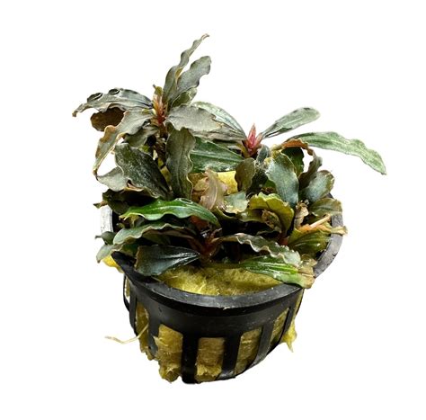 Bucephalandra Kedagang Red Also Known As Bucephalandra Godzilla Red Is