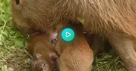 Capybara Mum Lochley And Her Newborn Pups  On Imgur