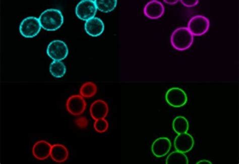 Concanavalin A Cf Dye Conjugates At Mediray