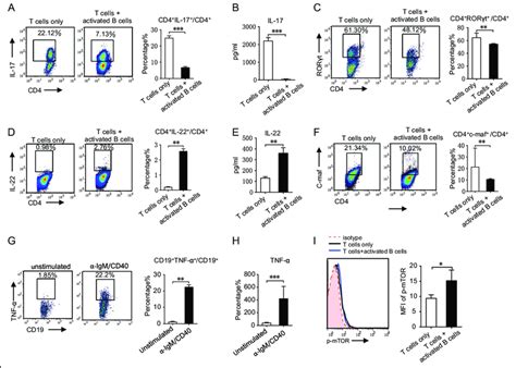 B Cells Regulate Th17 Th22 Differentiation In Humans Naive T Cells Download Scientific Diagram