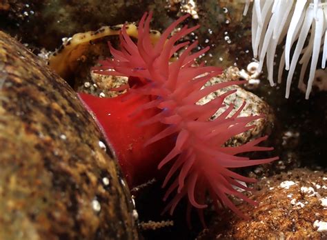 Beadlet Anemone • Actinia Equina • Cnidarian Sheet