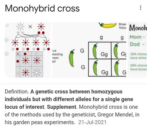 Monohybrid Cross
