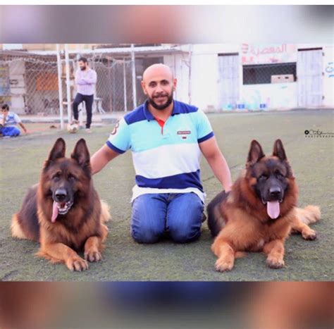 بتحايل عليها تعضني 😁 مالينوا تدريبكلاب مالينو كلاب Giro K9 Facebook