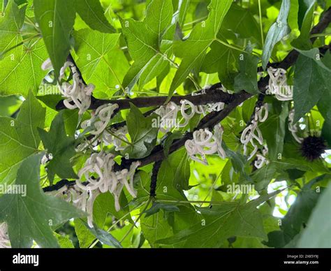 Plant Infested By Takahashia Japonica Aka The String Cottony Scale It Is An Insect Pest In The