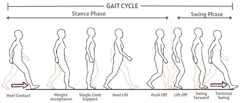 Using Wearable Sensors For Sex Classification And Age Estimation From