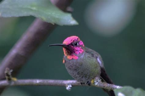 Do Hummingbirds Migrate Exploring Their Journey