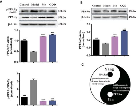 Gegen Qinlian Decoction Coordinately Regulates Pparγ And Pparα To Improve Glucose And Lipid