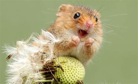 더쿠 한국에 있는 귀여운 쥐