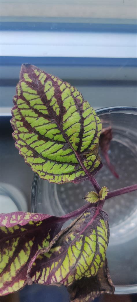 Identifying Grasses As Annuals Or Perennials From A Photo Is It