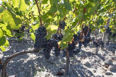 Aaron Fait On Linkedin Crisis Struck Bordeaux Wine Growers To Uproot 10 Of Vines