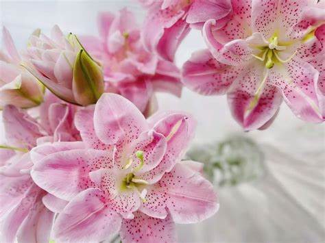 Pink Lily Wallpaper Mural Flower Mural Design