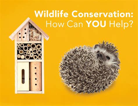Wildlife Conservation How Can You Help