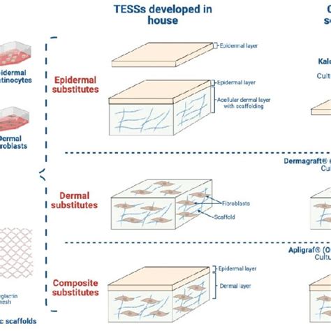 Schematic Overview Of The Different Components And Types Of Download Scientific Diagram