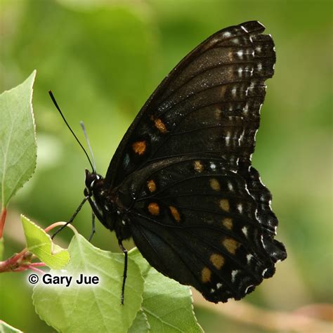 Arizona Red Spotted Purple Limenitis Arthemis Arizonensis Null