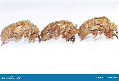 Cicada With Shells Stock Image 219362425