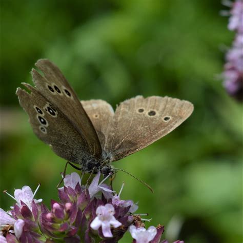 Bishop Latimer Community Bishop Latimer Community Garden