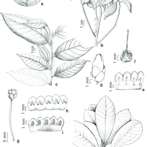 A Manilkara Salzmannii Emarginate Apex Of Leaf B Micropholis