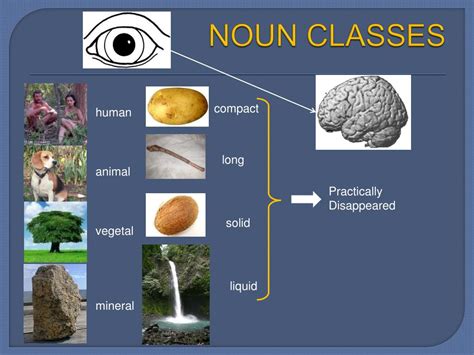 Ppt Exploring Language Acquisition Beyond Universal Grammar A