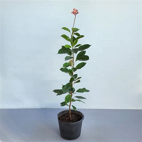 Jatropha Integerrima Pink Seedlink