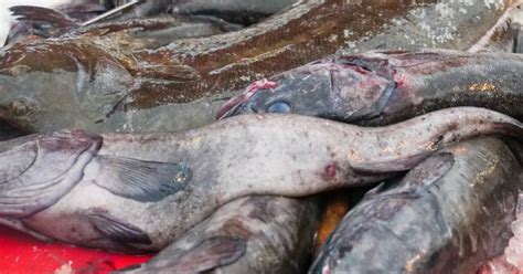 Salmon Vs Cod 5 Ways To Compare Atlantic Salmon Federation