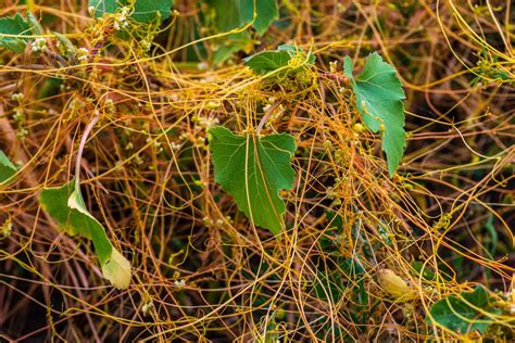 Cuscuta La Pianta Parassita Che Sta Conquistando Il Mondo Vegetale Con